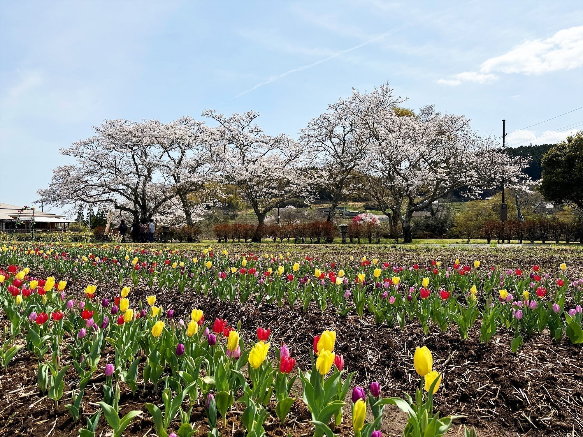 Japan Spring Travel: Enjoy Cherry Blossoms and Hanami Like a Local ...